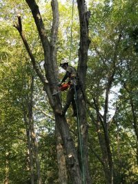 Reviews - Dave's Tree Service
